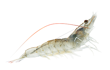 IGNORANT FACTORS ABOUT LITOPENAEUS VANNAMEI - SSAFC