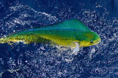 THE RABBIT OF OCEAN - DOLPHIN FISH - SSAFC